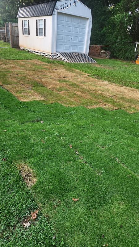 Harmony Outdoor Brands 500-sq ft Natural Zoysia Sod Pallet ZOYS500DCOM ...