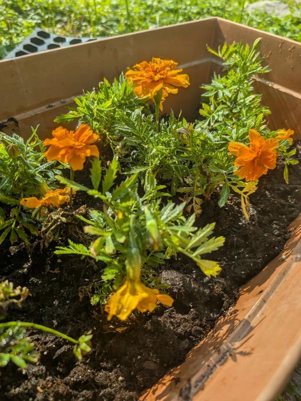 Lowe's 6 -Pack Multicolor Marigold 6 -Pack - Low Maintenance in the ...