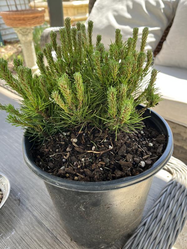 Dwarf Mugo Pine Feature Shrub in 1.5-Gallon Pot O605002 at Lowes.com