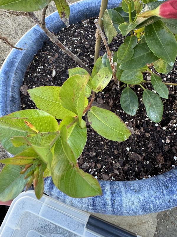National Plant Network 4 Inch(es) Blue Mandevilla Bluephoria Summer 3 ...