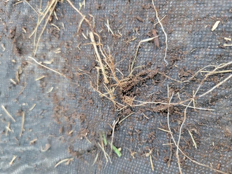 Rubberific Red Recycled Rubber 24-in Tree Ring DCTR24RD3 at Lowes.com