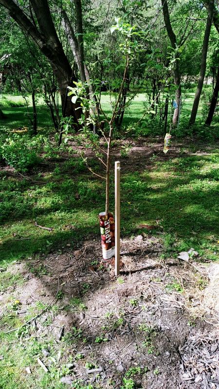 Lowe's 3.84-Gallon Summercrisp Pear Tree - Crisp, Flavorful Fruit ...