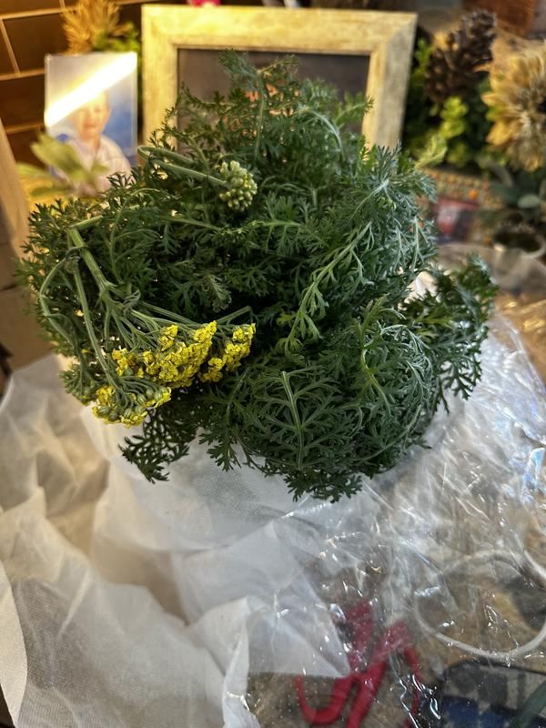 Proven Winners Yellow 'firefly Sunshine' Yarrow (achillea) Plant in 1 ...
