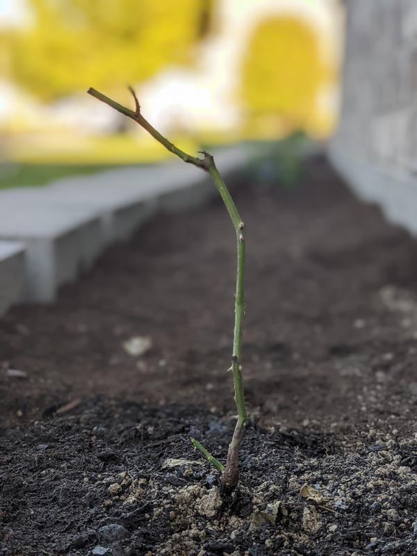 Spring Hill Nurseries Pink Freedom Shrub Rose 1 Pack in Pot 74908 at ...