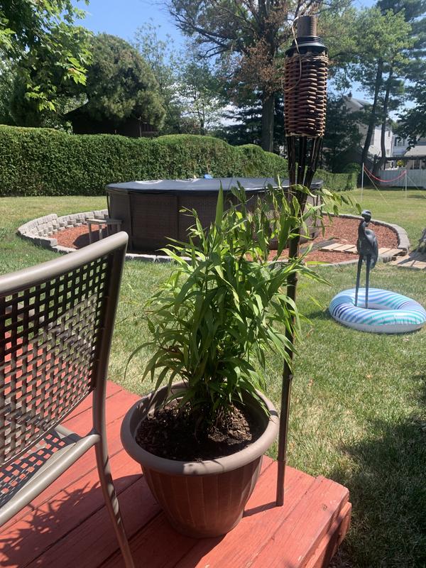 Lowe's 2 -Quart White Southern Sea Oats 1.0 -Pack in the Perennials ...