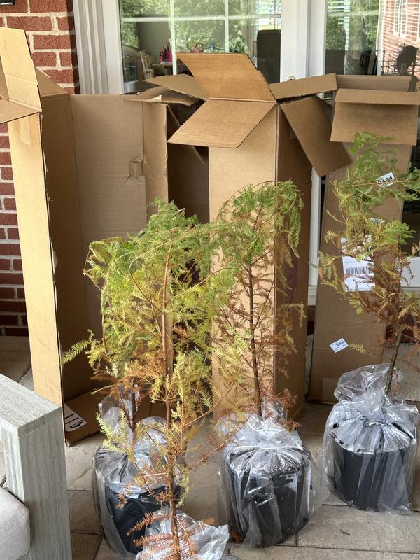 National Plant Network White Screening Bald Cypress In Pot (With Soil ...
