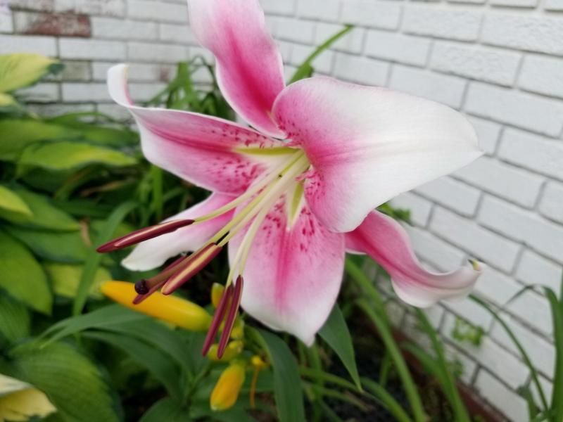 Breck's Pink Anastasia Orienpet Giant Lily Bulbs Bagged 5-Pack in the Plant Bulbs department at ...