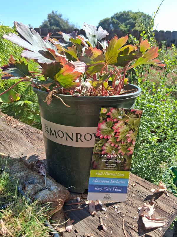 Monrovia White Red-leafed Mukdenia Plant in 1.73-Gallon (s) Pot 047252 ...