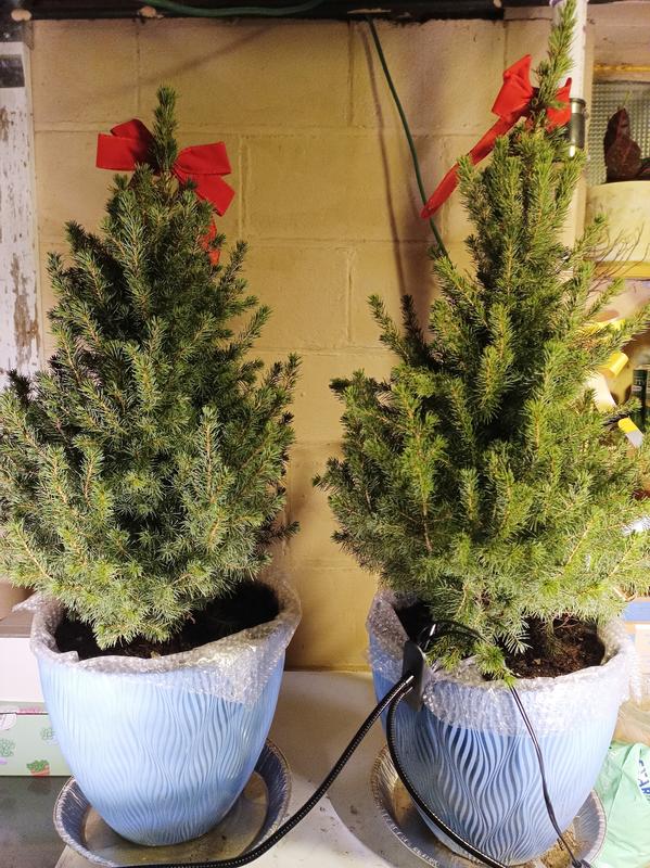 Holiday Living 1 -Gallon Spruce Alberta Feature Shrub 1 -Pack in the ...