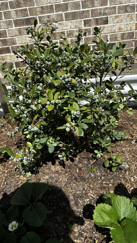Monrovia White Bountiful Blue Blueberry Flowering Shrub in 1.73-Gallon ...