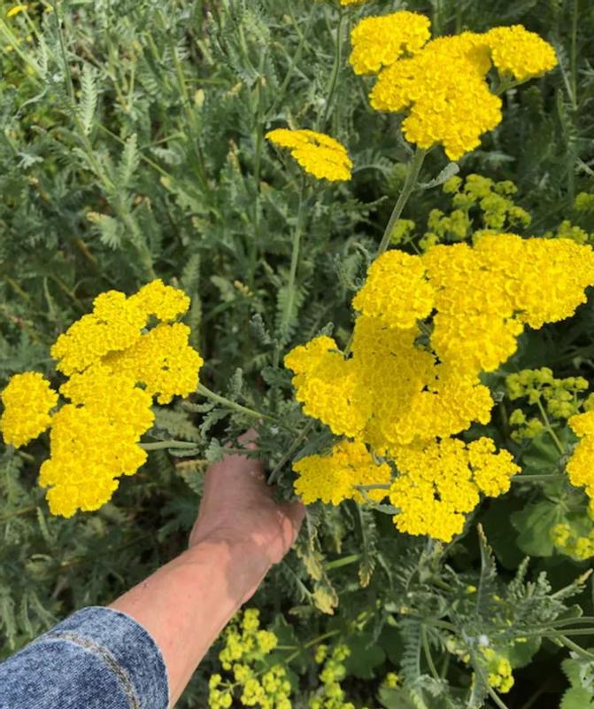 Monrovia Yellow Coronation Gold Yarrow Plant in 3-Quart 000561 at Lowes.com