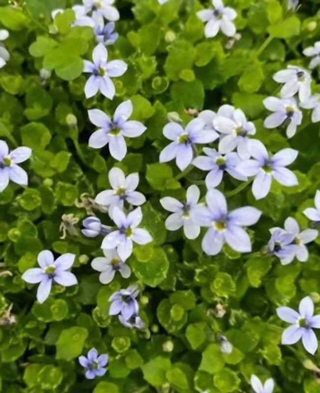 Lowe's 1.0 -Pint Blue Blue Star Creeper in the Perennials department at ...