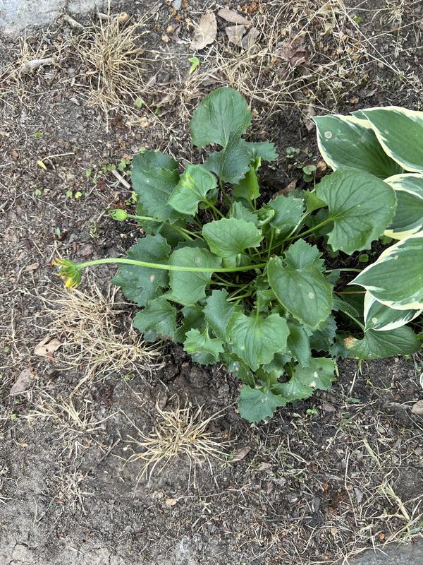 Lowe's Yellow Leopard's Bane Plant in 2 -Quart Pot 1 -Pack in the ...