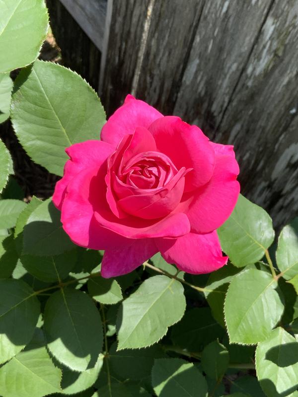Spring Hill Nurseries Pink Flowering Anna's Promise Tea Rose 1 Pack in ...