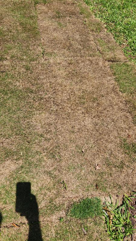 Harmony Outdoor Brands 500-sq ft Natural Zoysia Sod Pallet ZOYS500DCOM ...