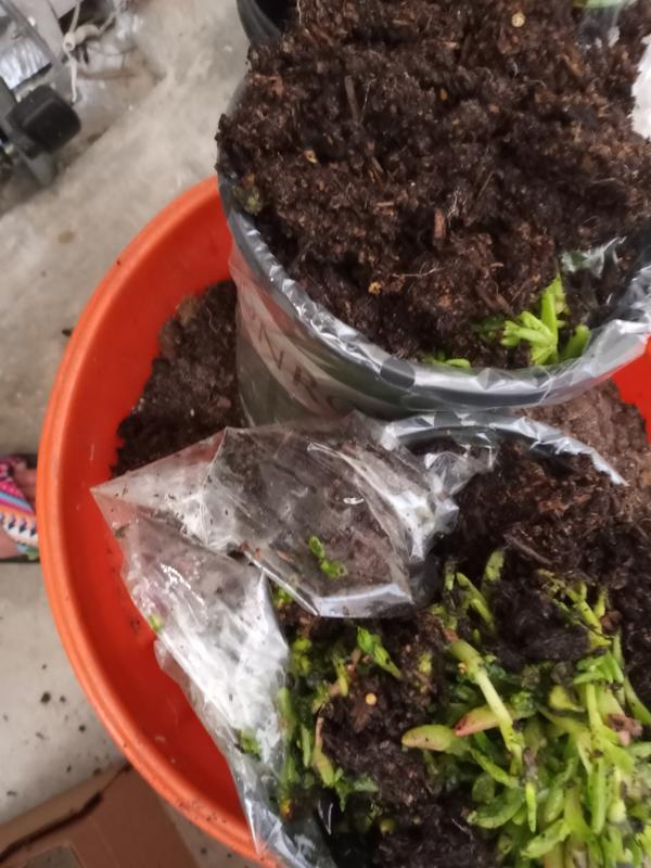 Monrovia Violet Ice Plant in 2.5-Quart Pot 3-Pack 78640 at Lowes.com
