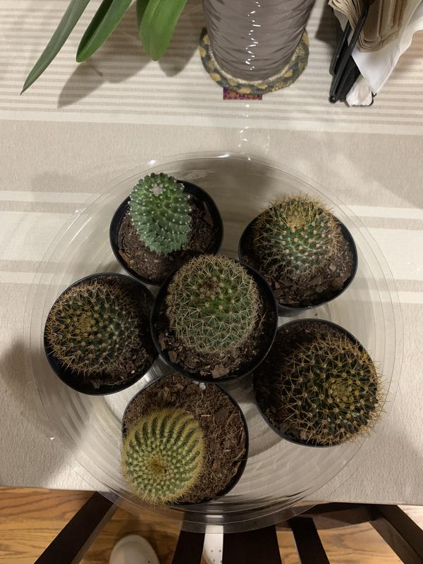 Costa Farms 8.0 -Pack Cactus in 2.5 -in Pot in the Succulents ...