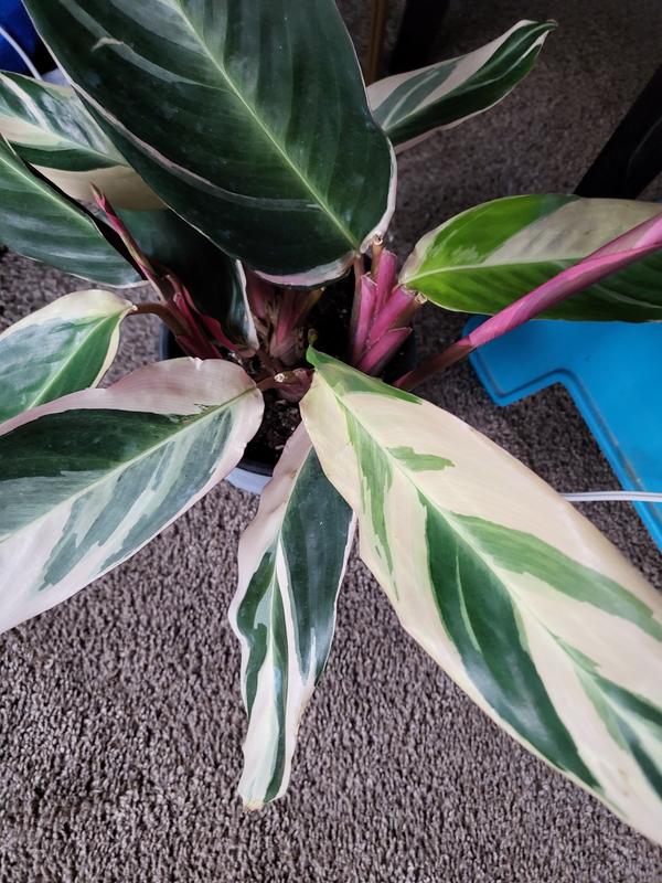 Lowe's Tricolor Ginger in 2.5-Quart Pot NURSERY at Lowes.com