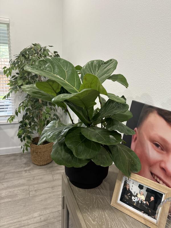 Lowe's Fiddleleaf Fig House Plant in 1.72-Gallon Pot NURSERY at Lowes.com