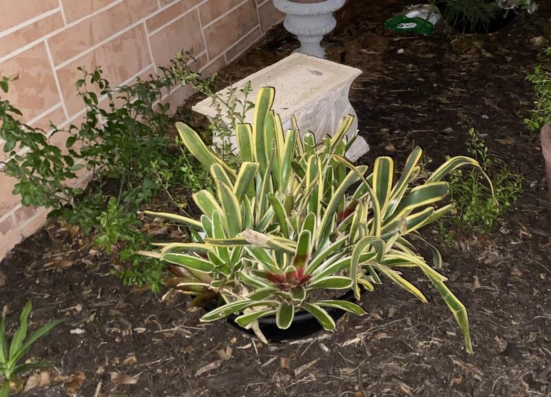 Better-Gro Bromeliad Planting Mix 8-Quart All-purpose Organic Potting ...