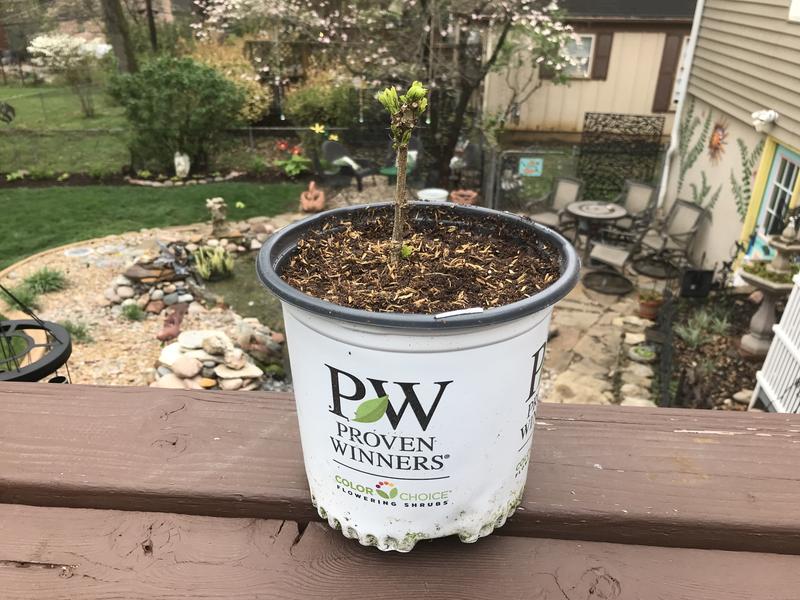 Proven Winners Blue Azurri Blue Satin Rose Of Sharon (Hibiscus ...