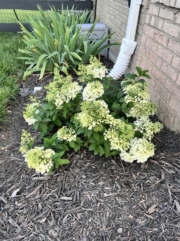 Proven Winners White Bobo Panicle Hydrangea (Paniculata) Flowering ...
