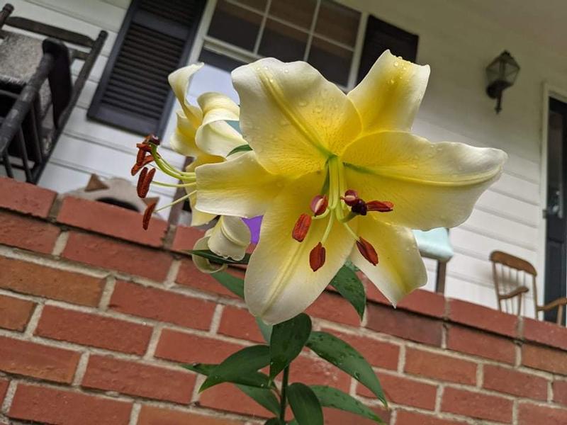 Gardens Alive! Yellow Big Brother Giant Hybrid Lily Bulbs Bagged 5-Pack ...