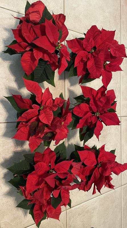 Metrolina Greenhouses 1-Pint Fresh Christmas Potted Poinsettia (6-Pack ...