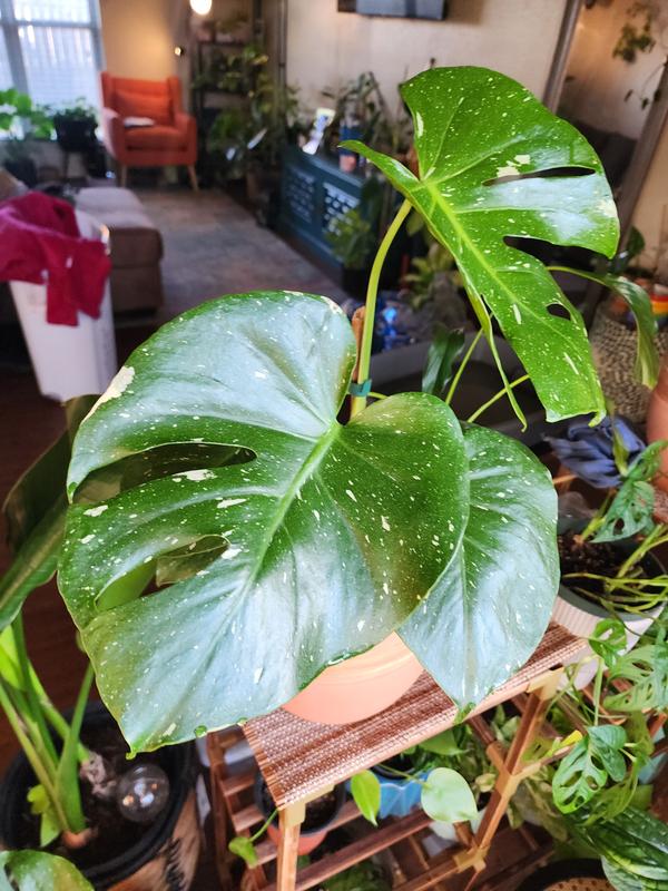Costa Farms Trending Tropicals Monstera House plant in 1.4 Quart(s ...