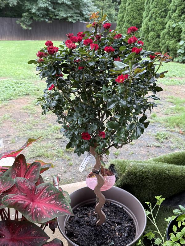 Knock Out 3.00-GAL ROSE RED TREE PTF KO 7111TF3 at Lowes.com