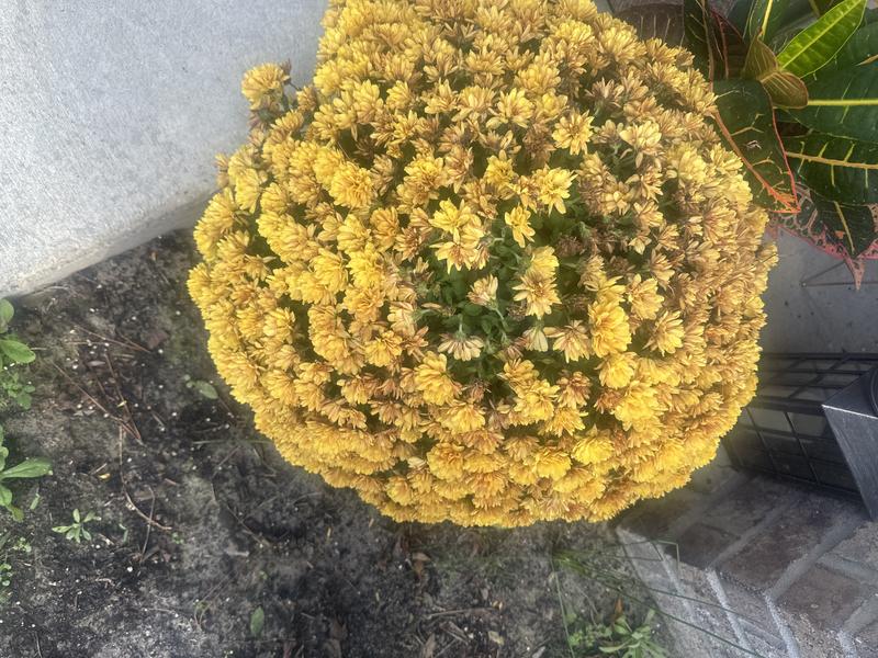 Lowe's 1.5 Gallon(s) Orange Mum Hanging Basket 1 -Pack - Low ...