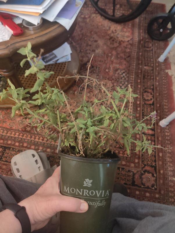 Monrovia Multicolor Monrovia Salvia Rose Marvel Plant in 2.5-Quart Pot ...