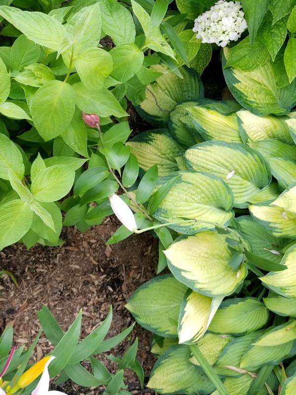 Breck's Pink Anastasia Orienpet Giant Lily Bulbs Bagged 5-Pack in the Plant Bulbs department at ...