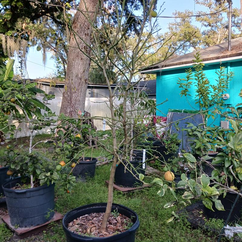 Lowe's Fast-Growing Lemon Tree (Citrus limon) - Flavorful Fruit, Great ...