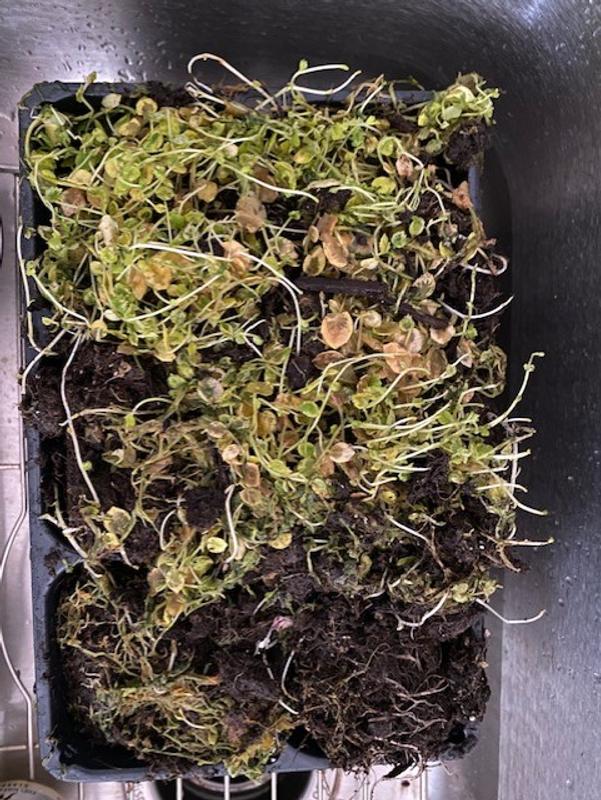 Blue Isotoma Plant in 6-Pack Pot 6-Pack 1899 at Lowes.com