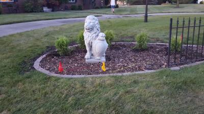 Lowe's 2.5 -Quart Golden Globe Arborvitae Accent Shrub 1.0 -Pack in the ...