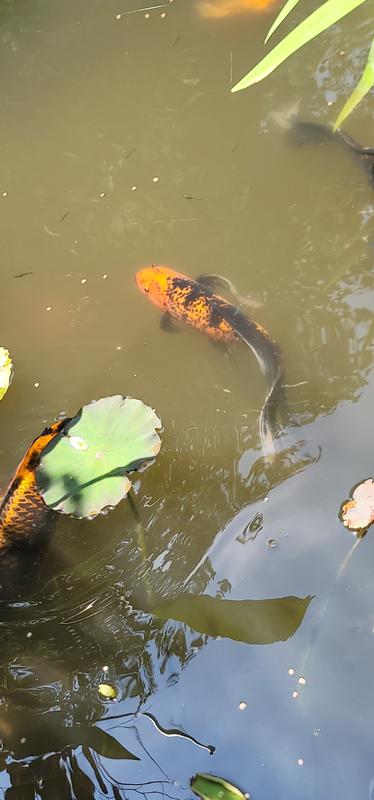 pond boss The Block Pond Tabs Bacteria 5 Pound(s) in the Pond Cleaners ...