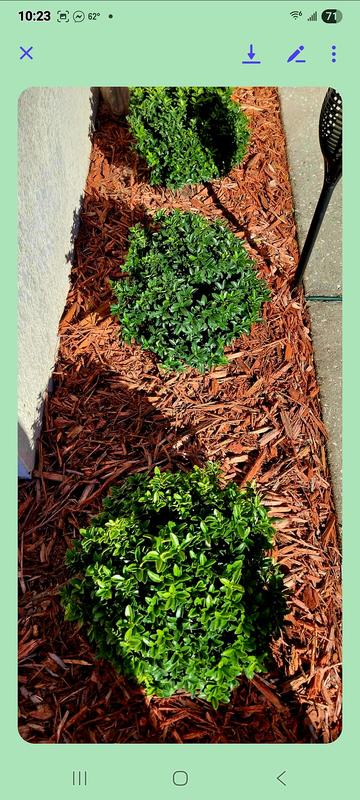 Box Leaf Euonymus Feature Shrub in 1.5-Gallon Pot O237002 at Lowes.com