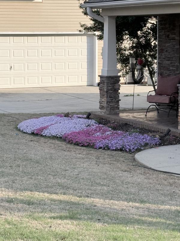Lowe's 2 -Quart Multicolor Phlox 1 -Pack in the Perennials department ...