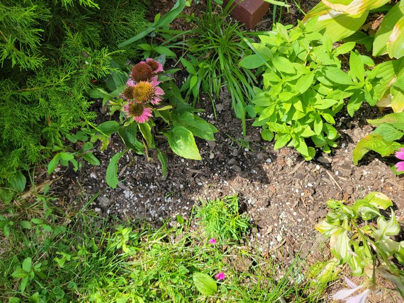 Lowe's Multicolor Coneflower Plant in 2 -Quart Pot 1 -Pack in the ...