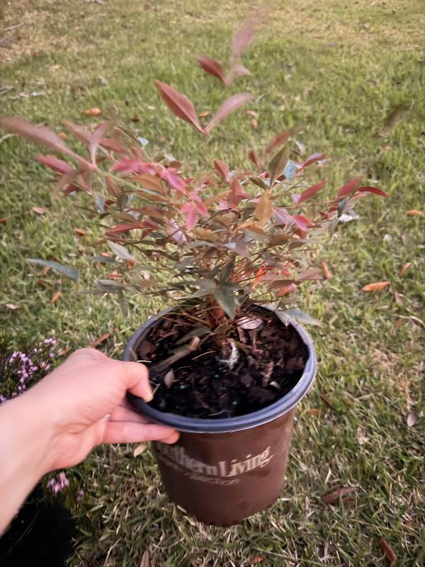 Southern Living Plant Collection Obsession Nandina Accent Shrub in 1.5 ...