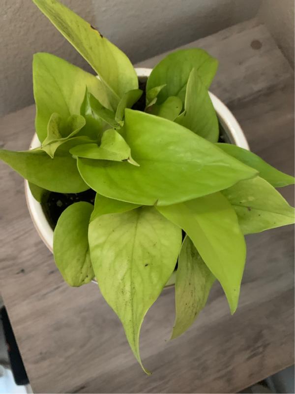 Neon Pothos Plant in 6in. Grower Pot - Vining House Plant for Mother's ...
