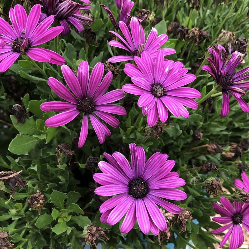 Lowe's Multicolor African Daisy in 1-Gallon Planter 5-Pack NURSERY at ...