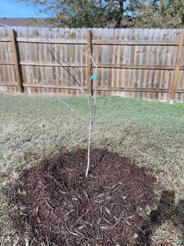 Southern Planters 3.84-Gallon (s) Northern Red Oak Shade Tree In Pot ...