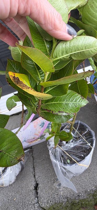 National Plant Network 4 Inch(es) Blue Mandevilla Bluephoria Summer 3 ...