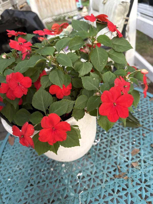 Lowe's 1 -Pint White Scotch Moss 1 -Pack in the Perennials department ...