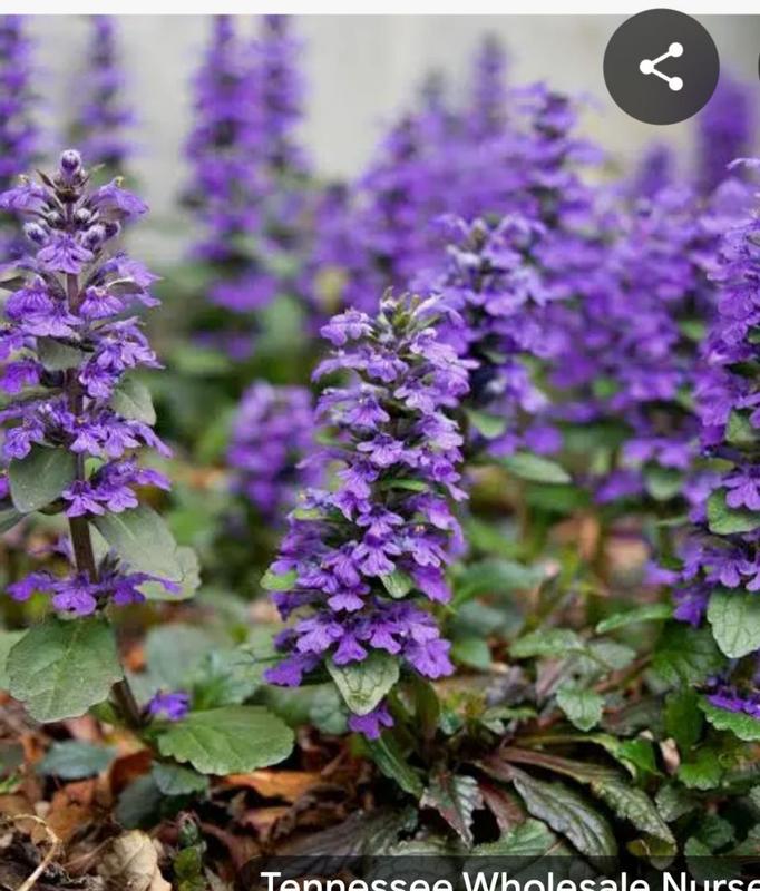 Purple Ajuga Plant in 1 -Pint Pot 1 -Pack in the Perennials department ...