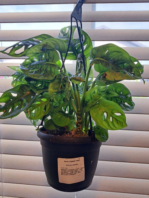 Altman Plants Monstera Swiss Cheese Plant House Plant in 1.3-Quart Pot ...