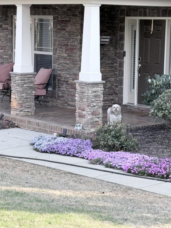 Lowe's 2 -Quart Multicolor Phlox 1 -Pack in the Perennials department ...