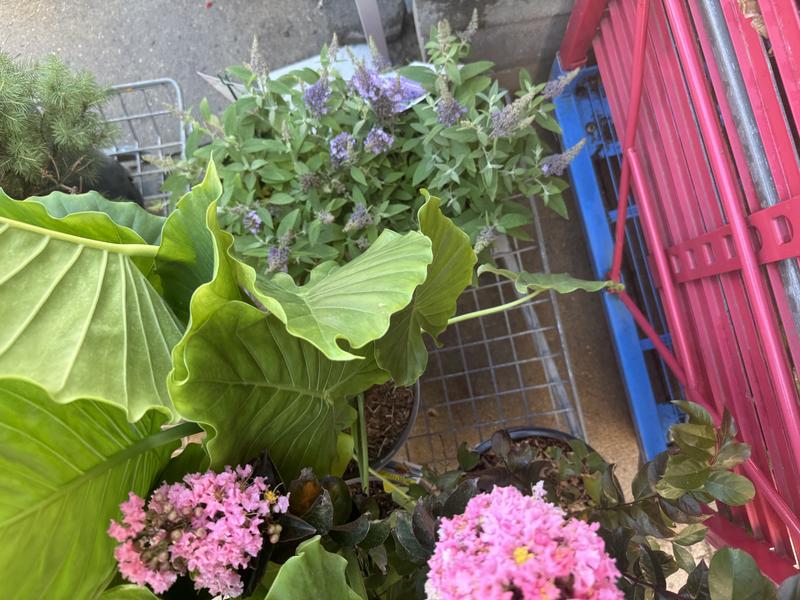 Lowe's 1.5 -Gallon Multicolor Larkspur 1 -Pack in the Perennials ...